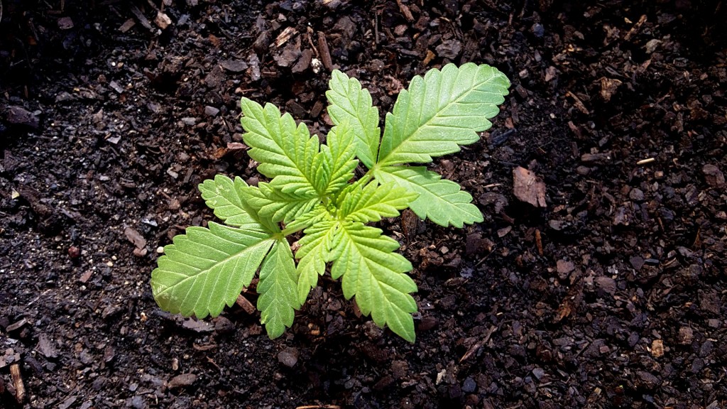 A Beginner’s Guide To Growing Marijuana - Potgage